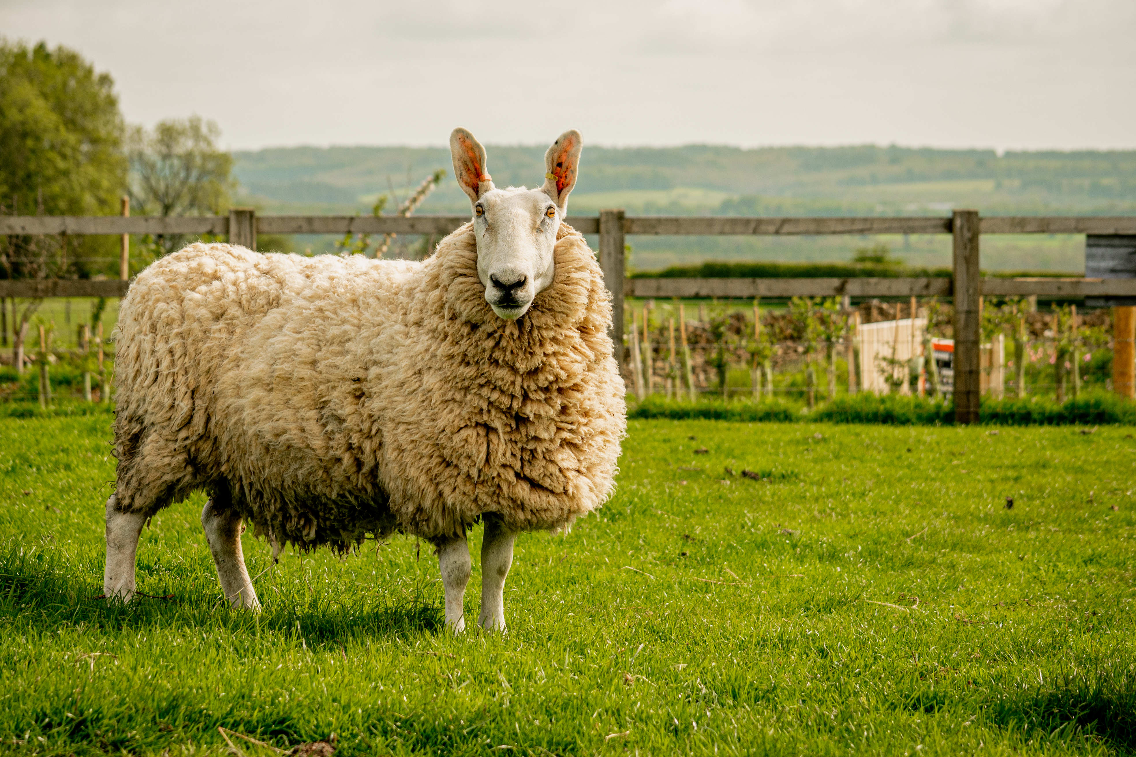Award Winning Family Day Out | Cotswold Farm Park