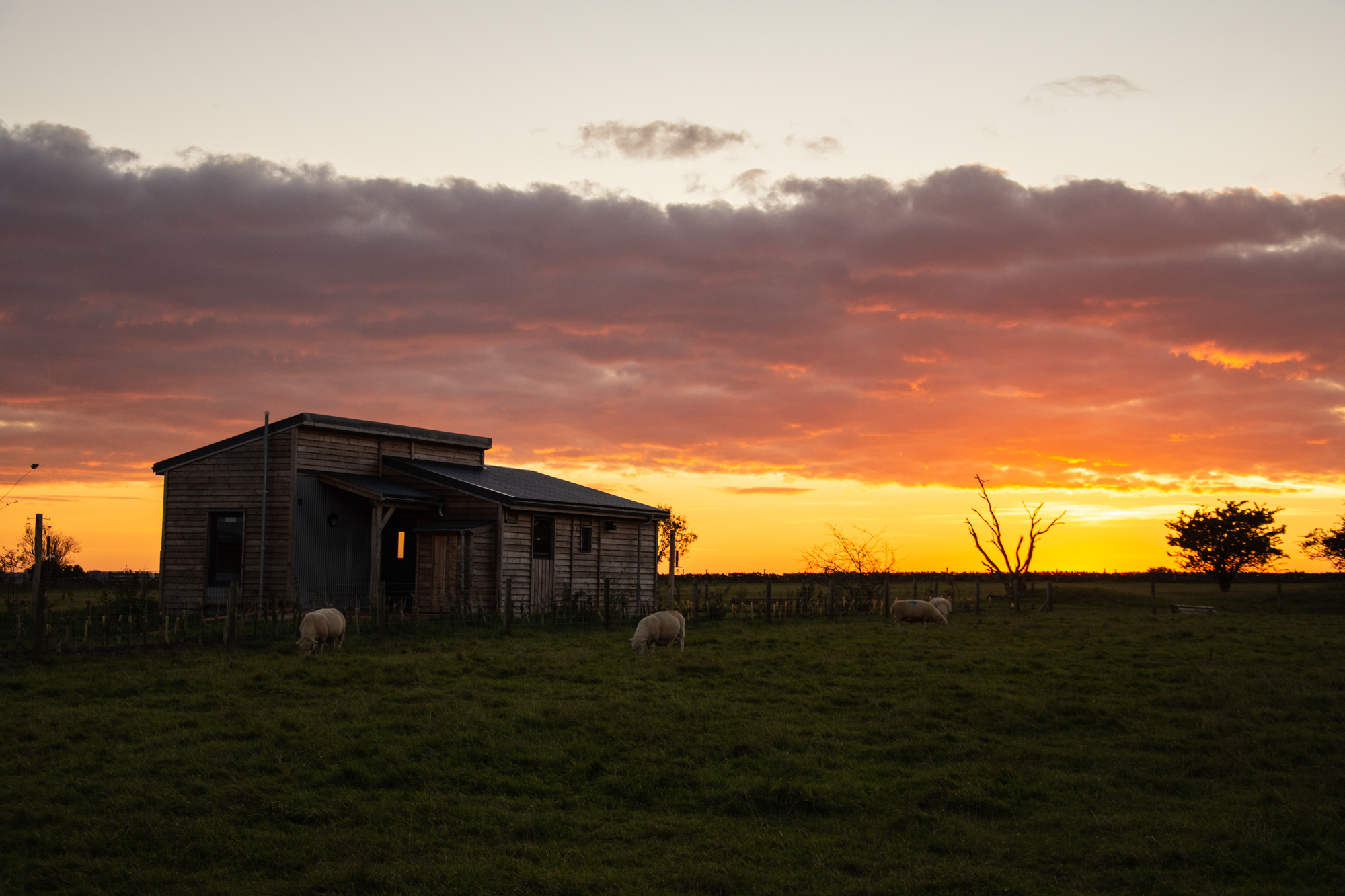 Cotswold Farm Park | Meet Over 50 Rare Breed Farm Animals