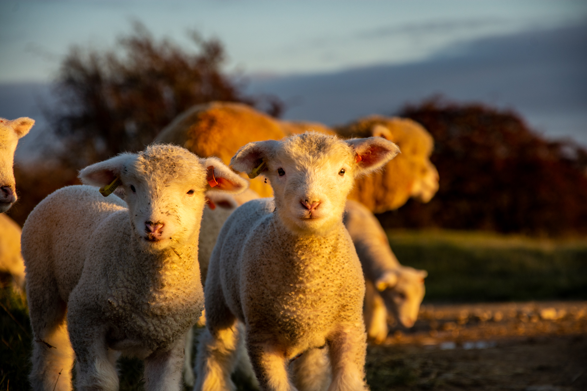 Cotswold Farm Park | Meet Over 50 Rare Breed Farm Animals