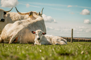 Award Winning Family Day Out | Cotswold Farm Park
