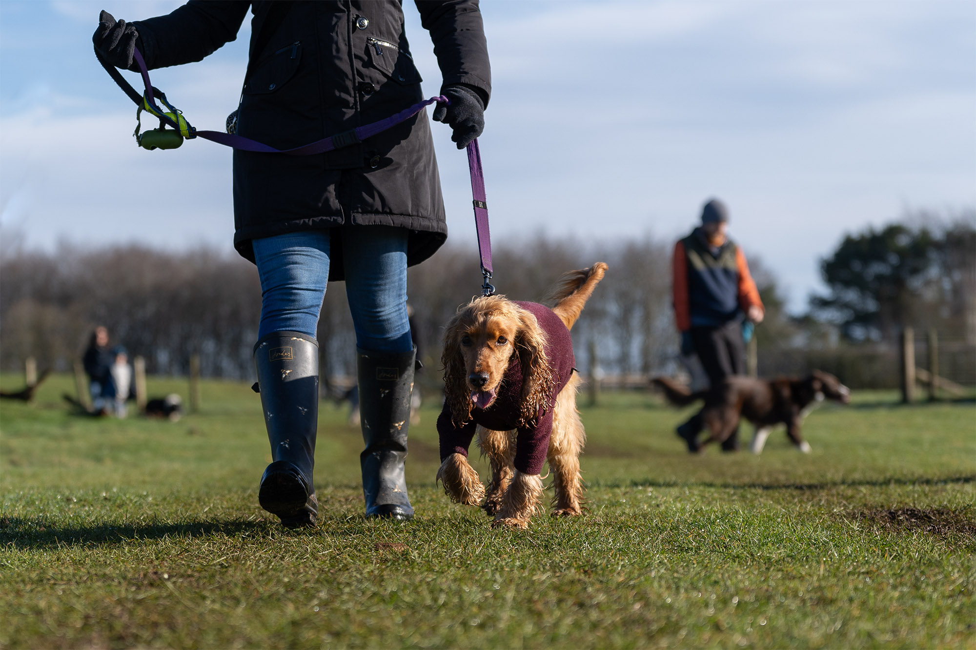 Guided Dog Walks at Cotswold Farm Park