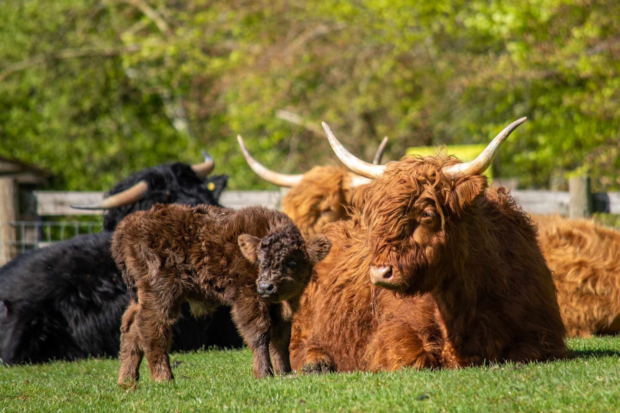 Cotswold Farm Park | Meet Over 50 Rare Breed Farm Animals