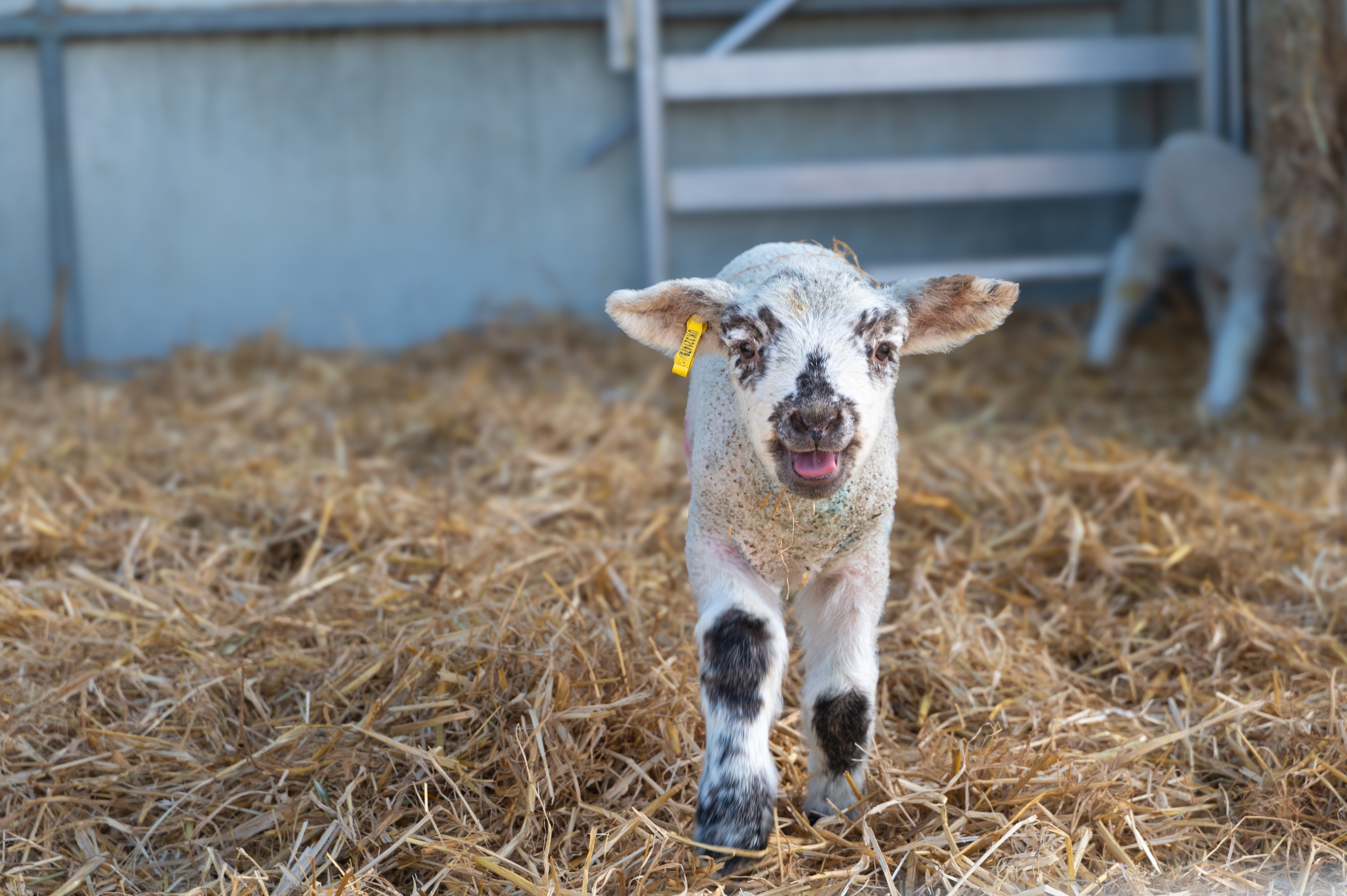Cotswold Farm Park | Meet Over 50 Rare Breed Farm Animals