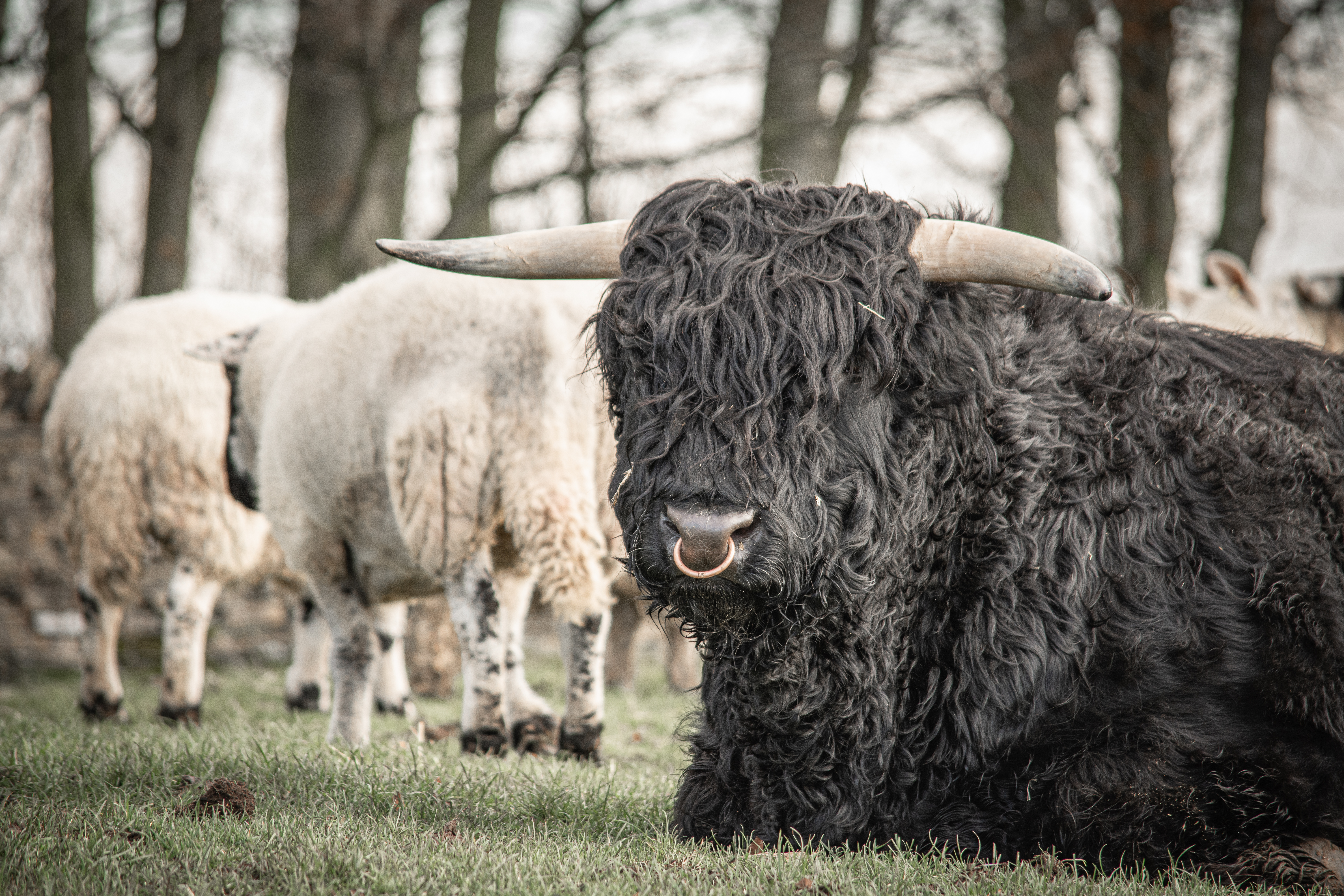 Award Winning Family Day Out | Cotswold Farm Park