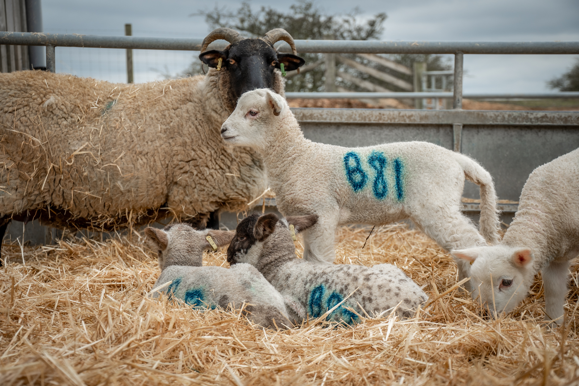 Award Winning Family Day Out | Cotswold Farm Park