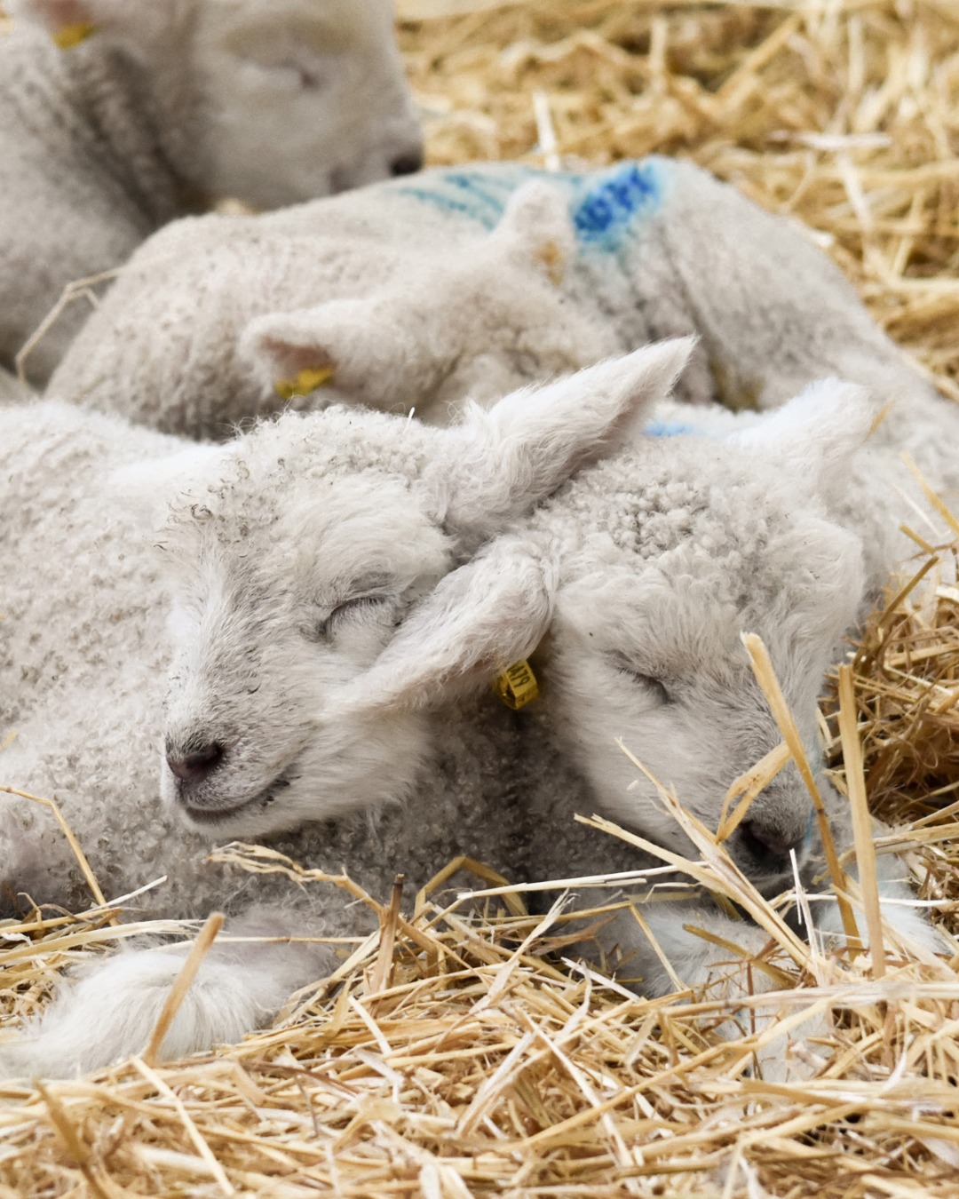 Lambing on The Farm | Cotswold Farm Park
