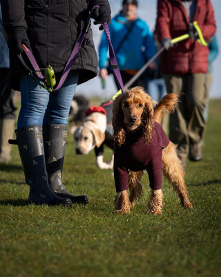 Guided Dog Walks at Cotswold Farm Park